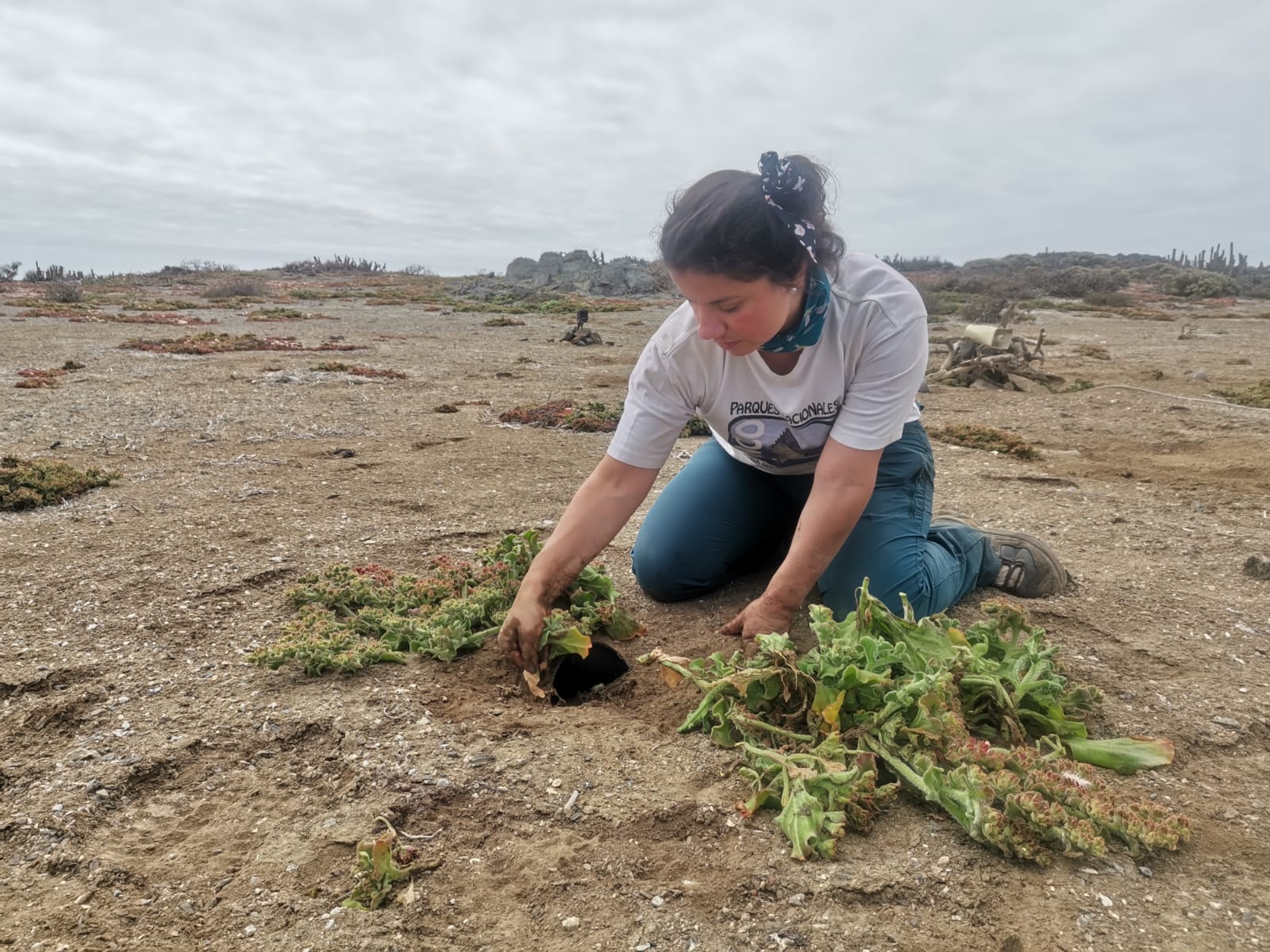Tras 40 años, nace el yunco en la isla Chañaral