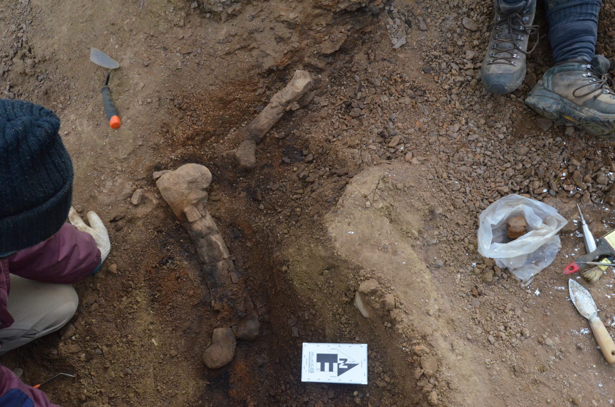 Descubren un nuevo dinosaurio que vivió en Chile