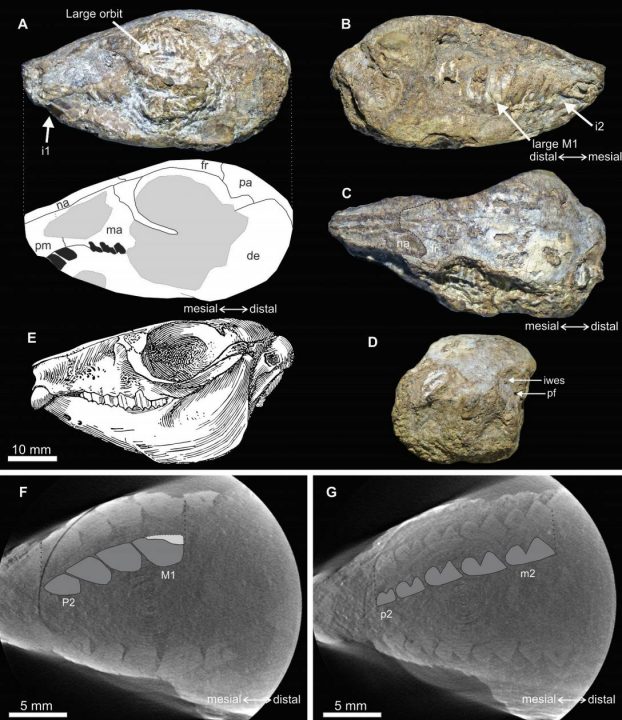 Descubren fósil del Guardián de la Montaña