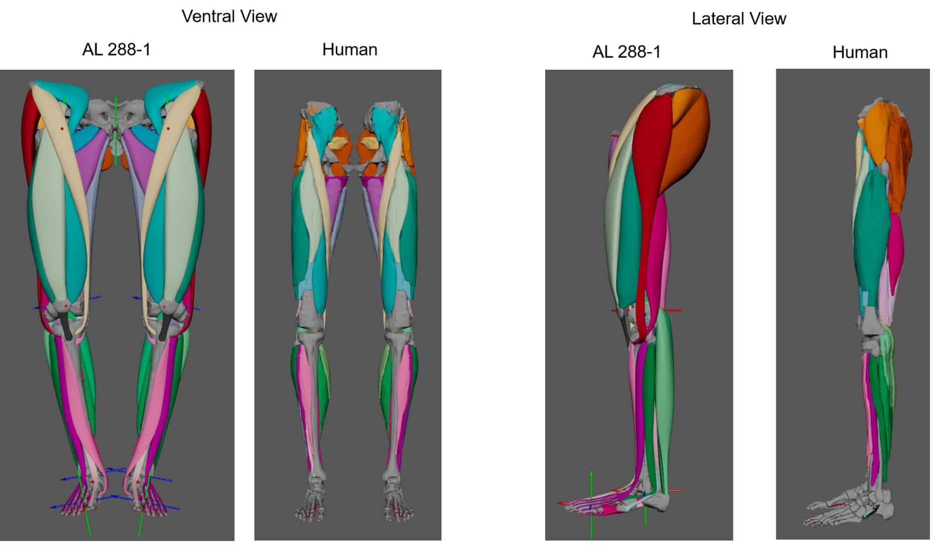 Estudio indica que la famosa ‘Lucy’ caminaba erguida