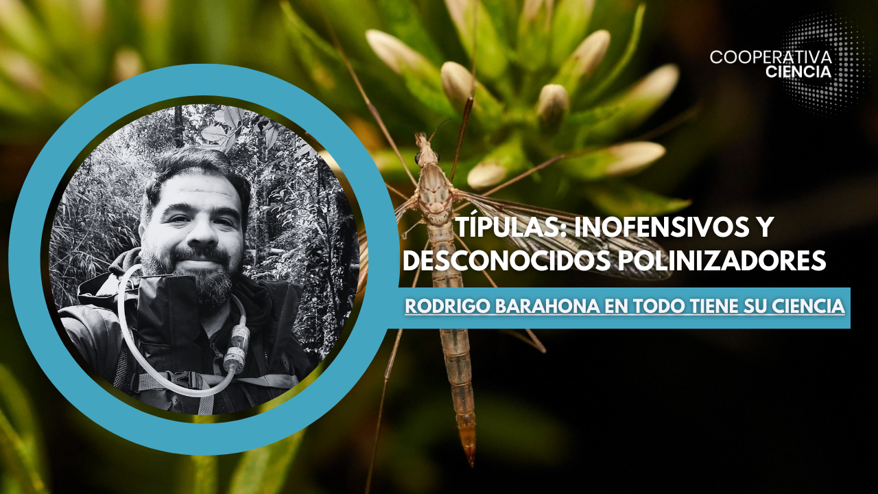 Típulas: inofensivos y desconocidos polinizadores