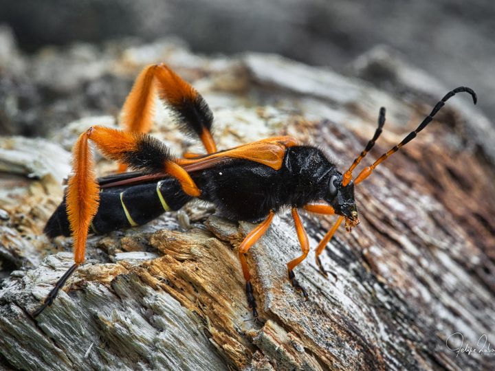 Insectos del verano: ¿Cuáles son los más comunes en Chile?