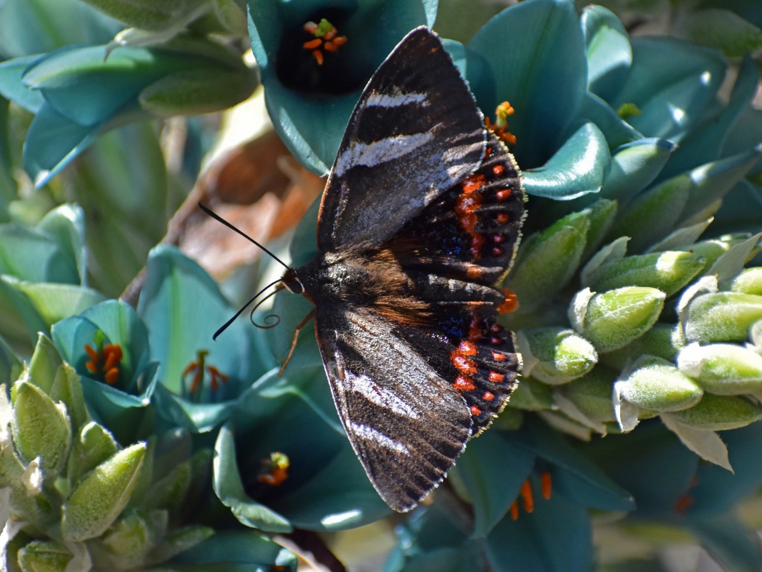 Insectos del verano: ¿Cuáles son los más comunes en Chile?