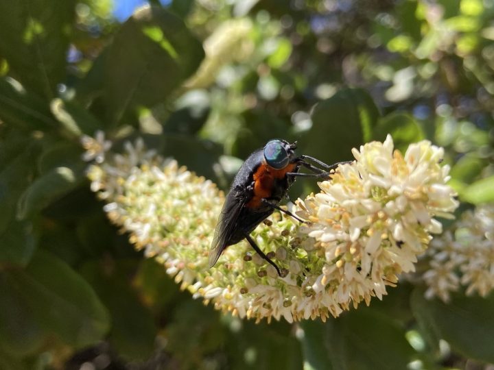 Insectos del verano: ¿Cuáles son los más comunes en Chile?