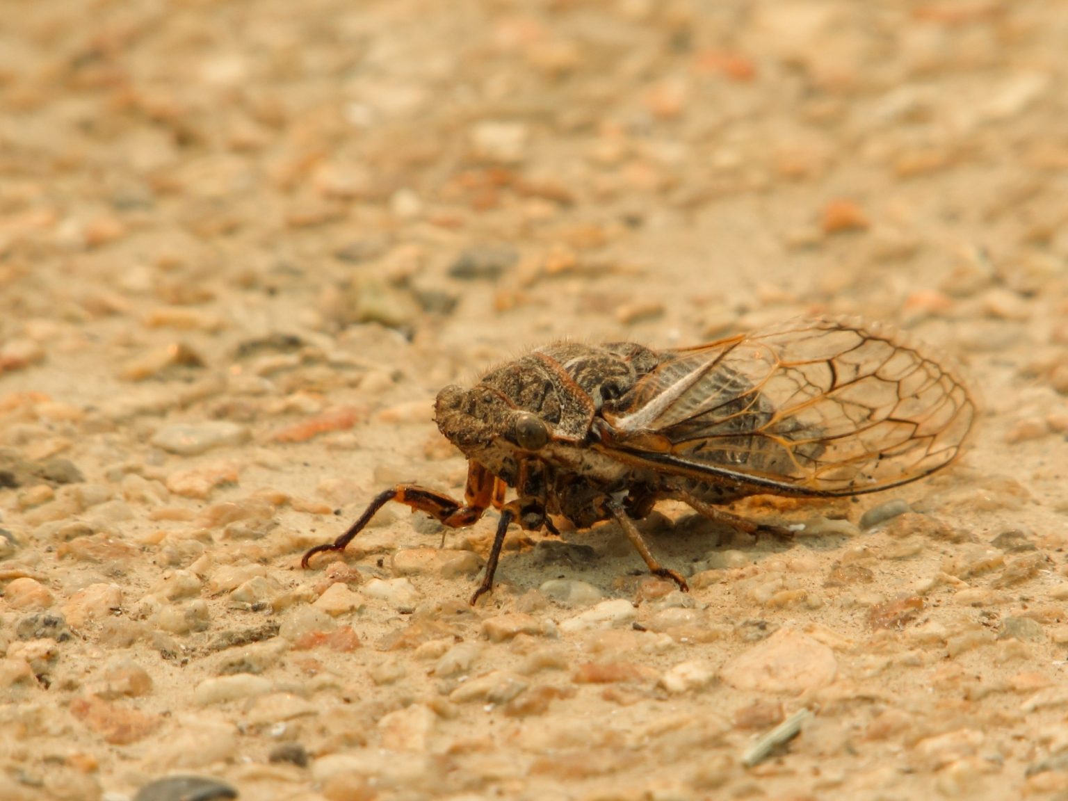 Insectos del verano: ¿Cuáles son los más comunes en Chile?