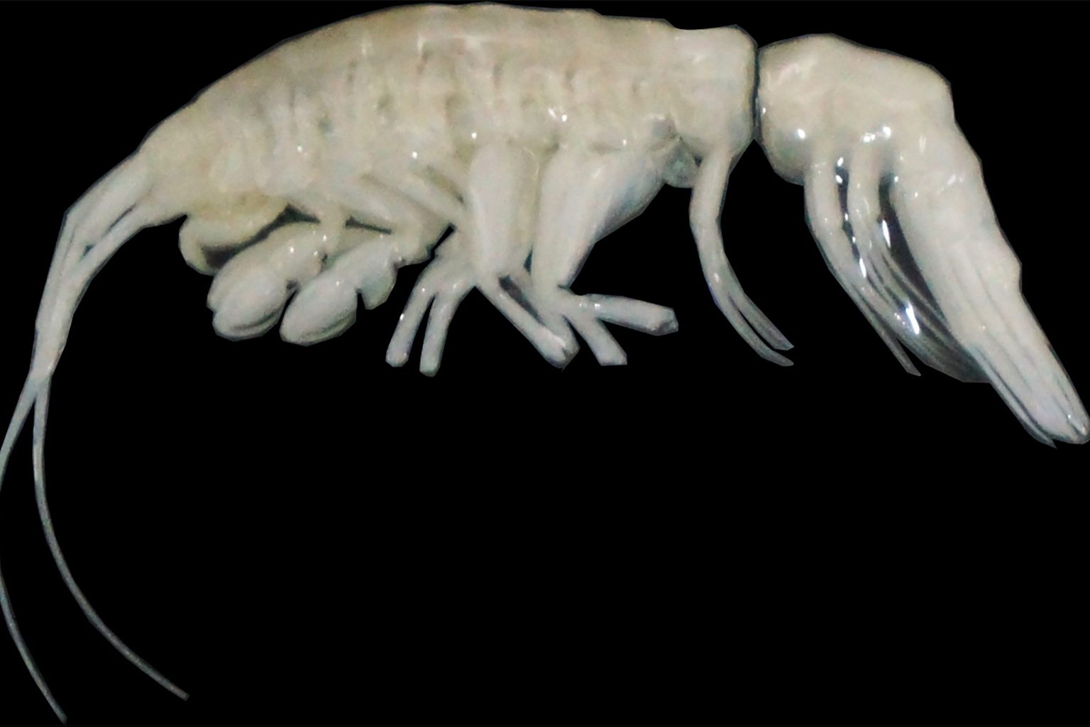 Dulcibella camanchaca: El nuevo depredador oceánico de Fosa de Atacama