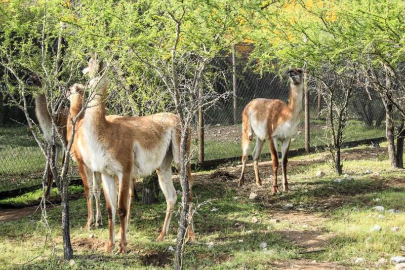 El guanaco: un jardinero natural para restaurar el bosque de Chile central