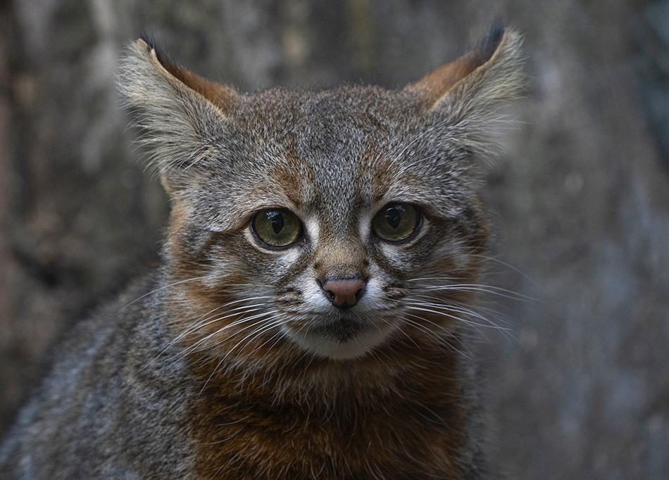 Conoce a los cinco felinos nativos de Chile