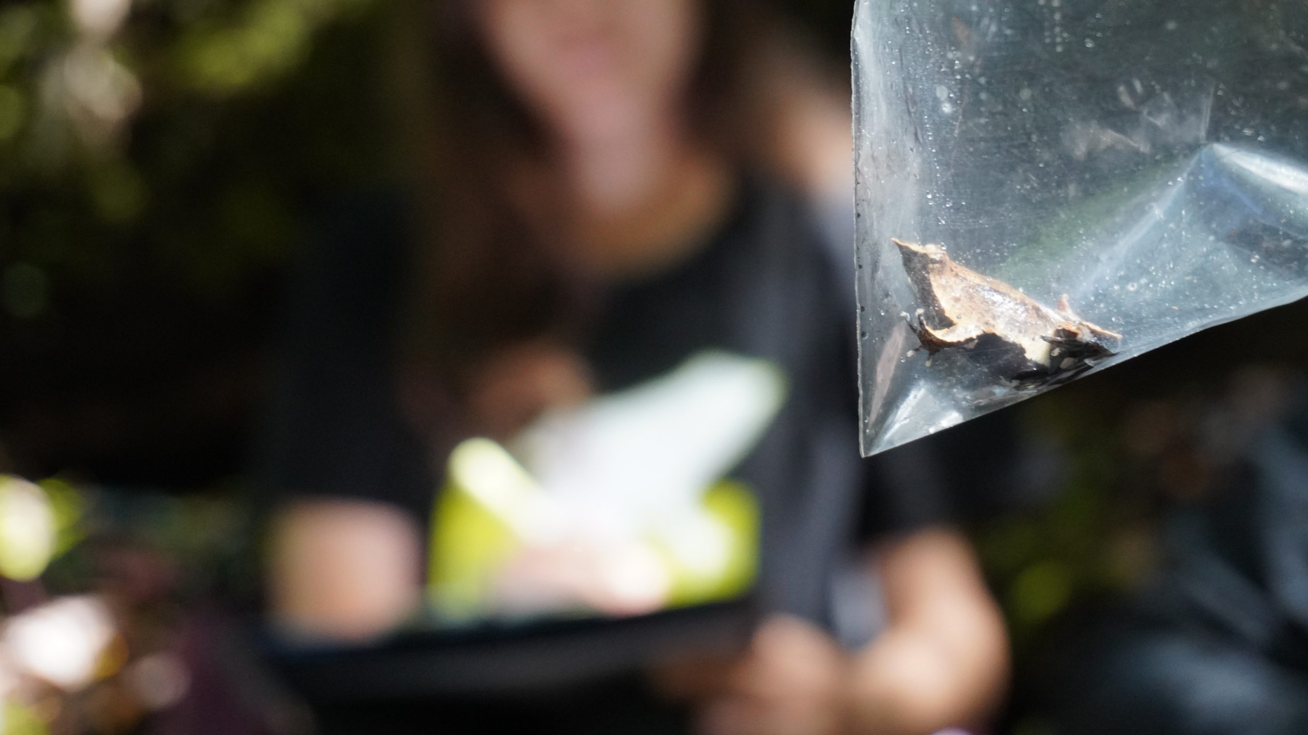 Tras años de ausencia: Investigadores descubren nueva y abundante ...