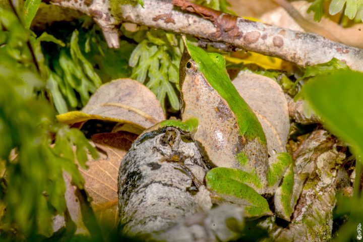 Tras años de ausencia: Investigadores descubren nueva y abundante ...