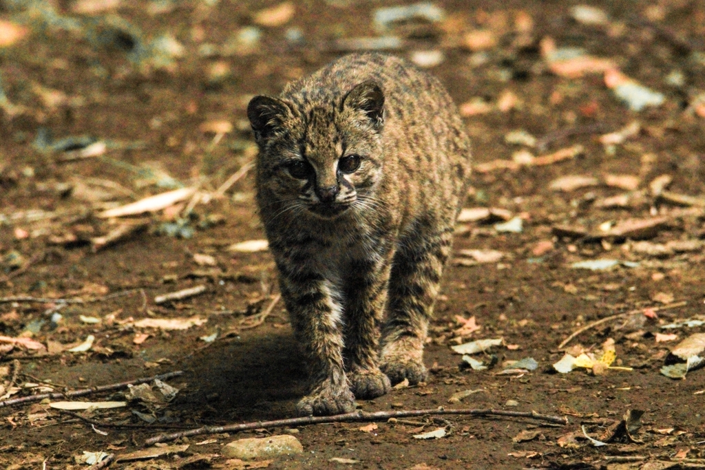 Conoce a los cinco felinos nativos de Chile