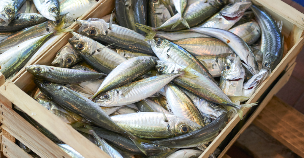 Científica lidera estudio que revela la conectividad genética del jurel ...