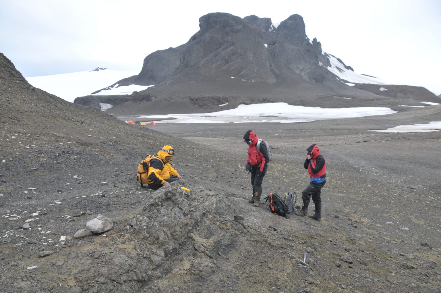 Descubren fósil de helecho en la Antártica: Data de la era de los ...
