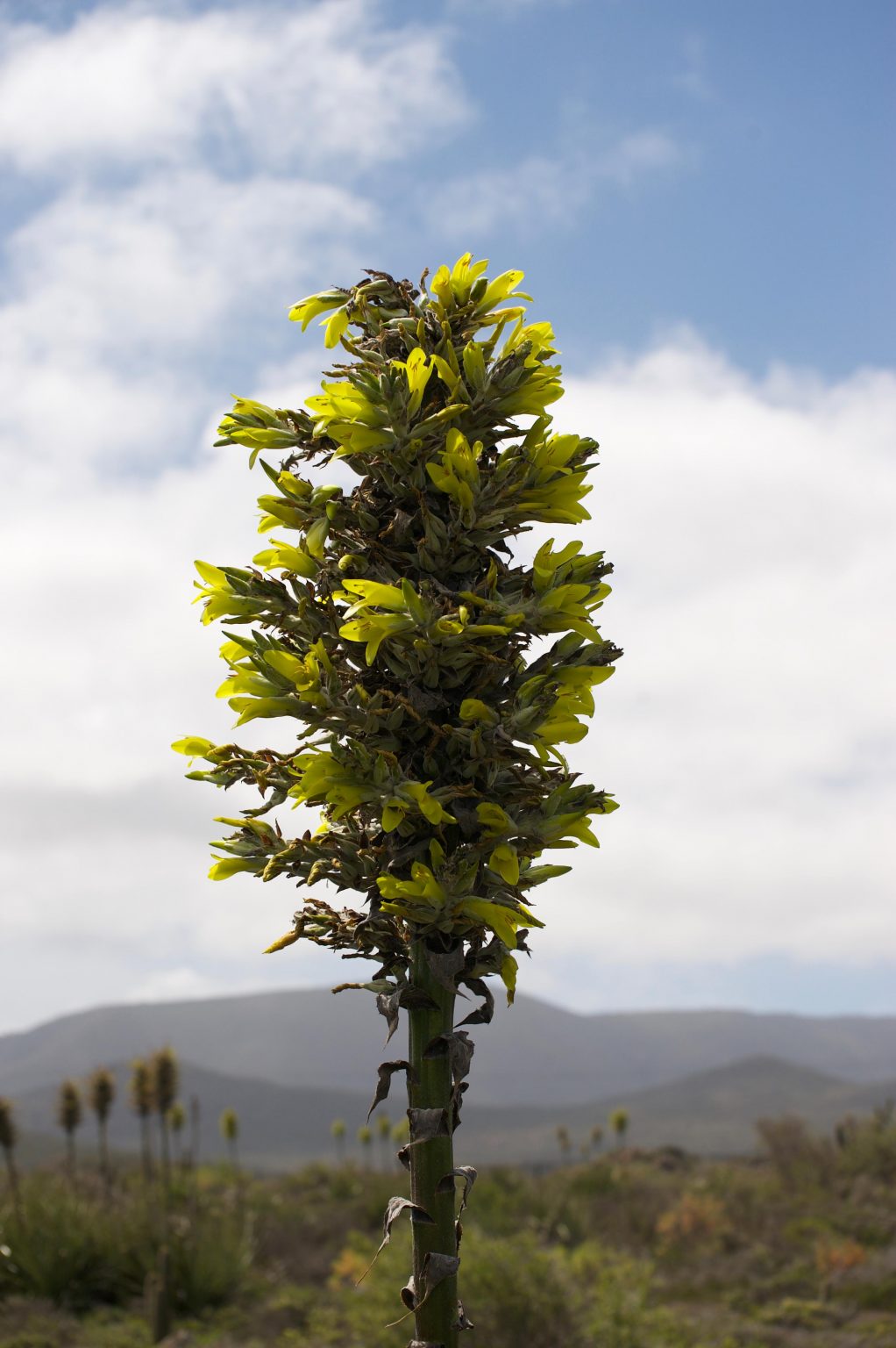 El secreto de la Puya chilensis: Cómo sus flores atraen a aves ...