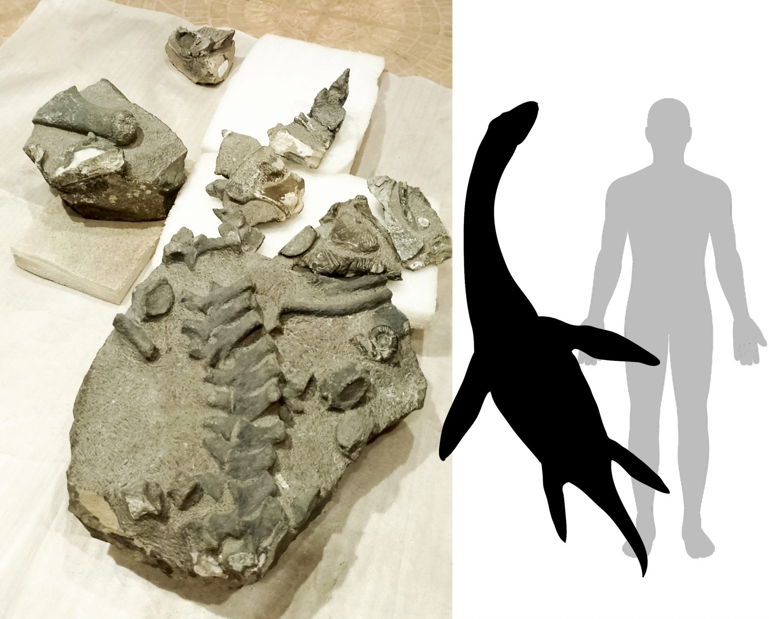 Descubren en Atacama la primera especie de plesiosaurio del Jurásico ...
